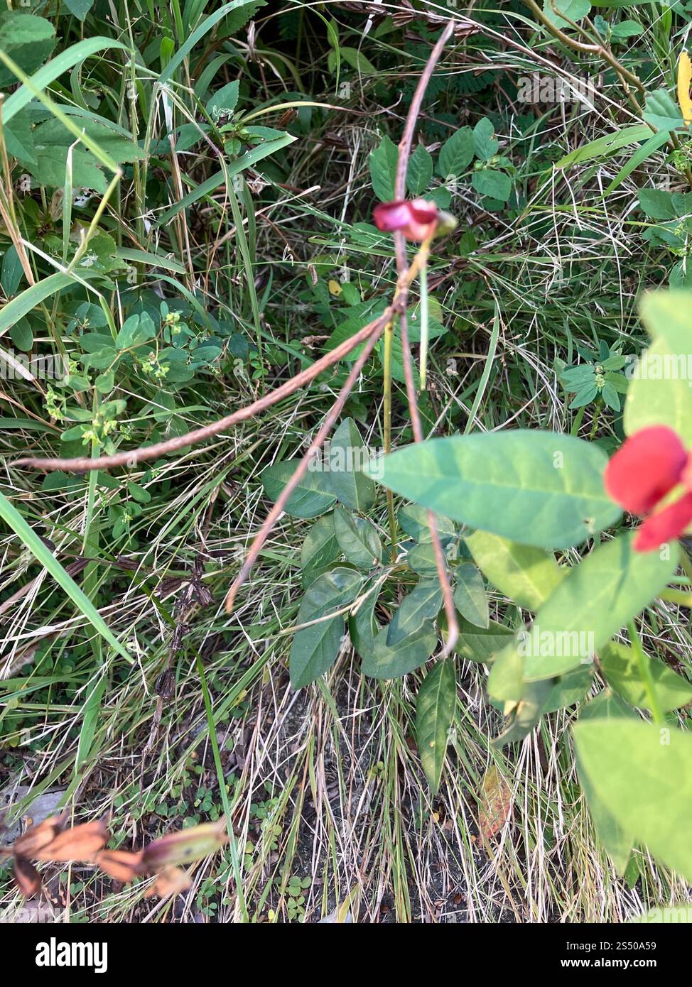 Phasey Bean (Macroptilium lathyroides Stock Photo - Alamy