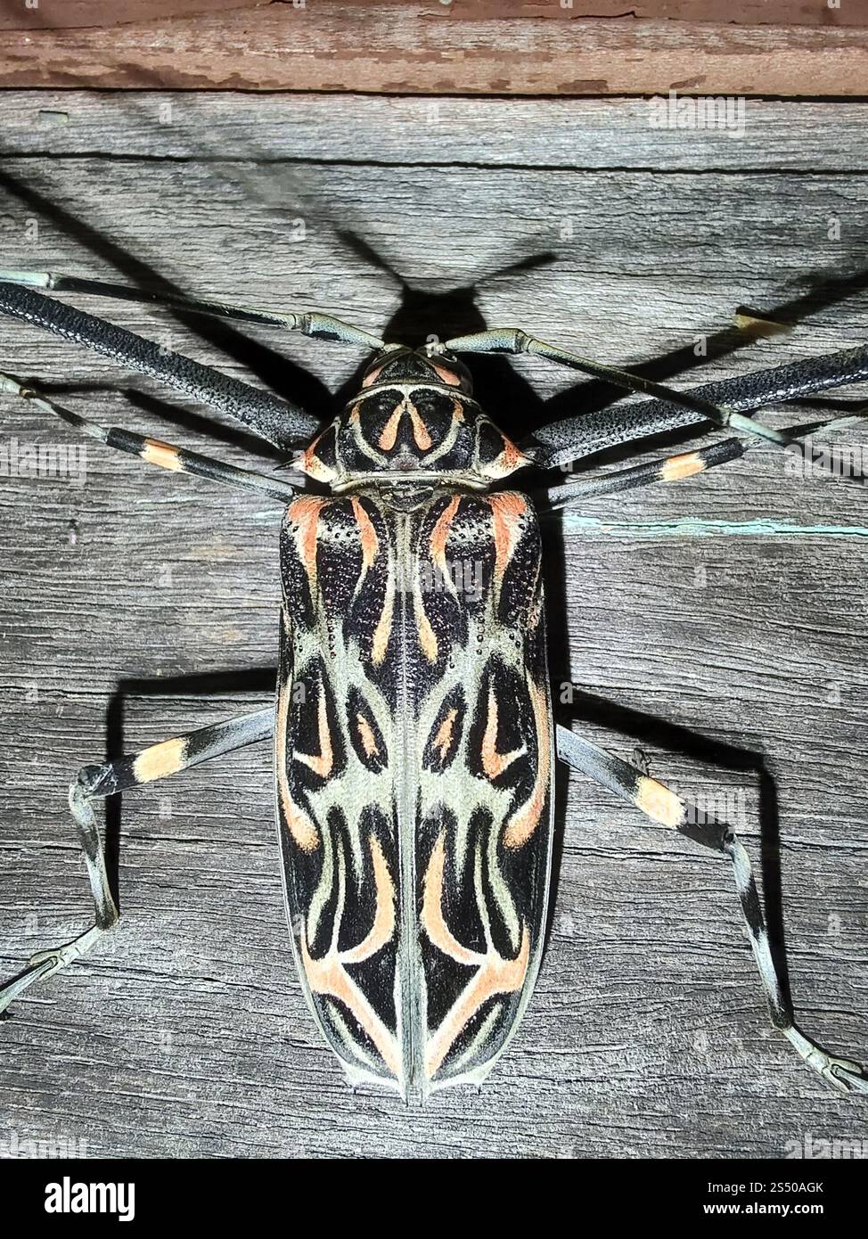 Harlequin Beetle (Acrocinus longimanus Stock Photo - Alamy