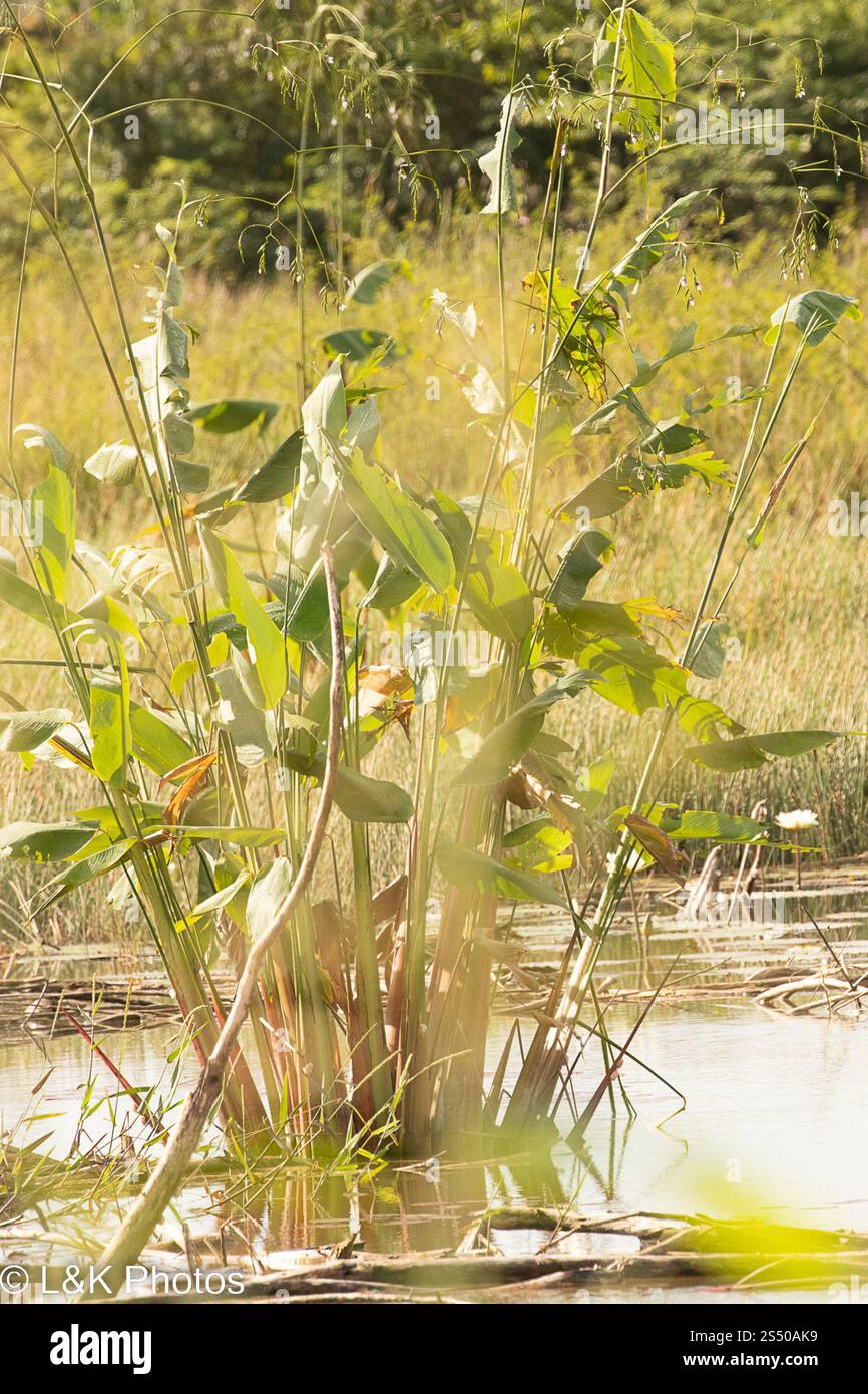 alligator flag (Thalia geniculata Stock Photo - Alamy