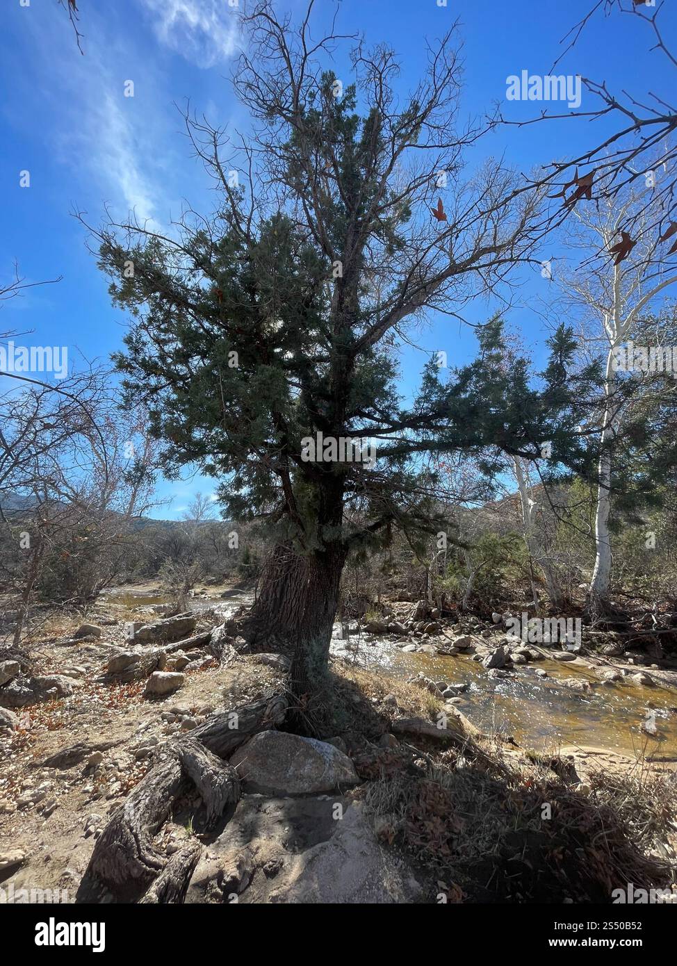 alligator juniper (Juniperus deppeana Stock Photo - Alamy