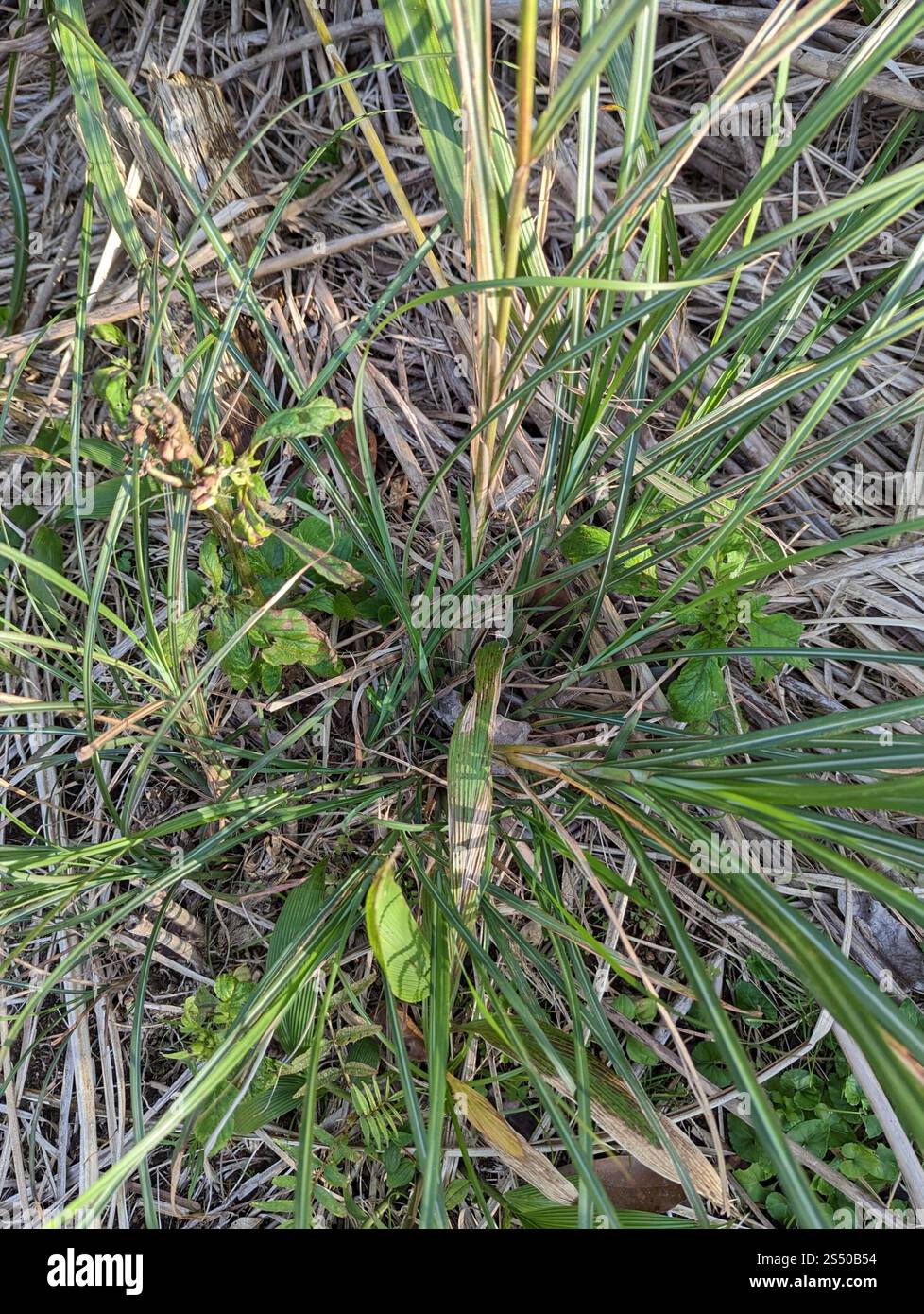 Chinese silver grass (Miscanthus sinensis Stock Photo - Alamy