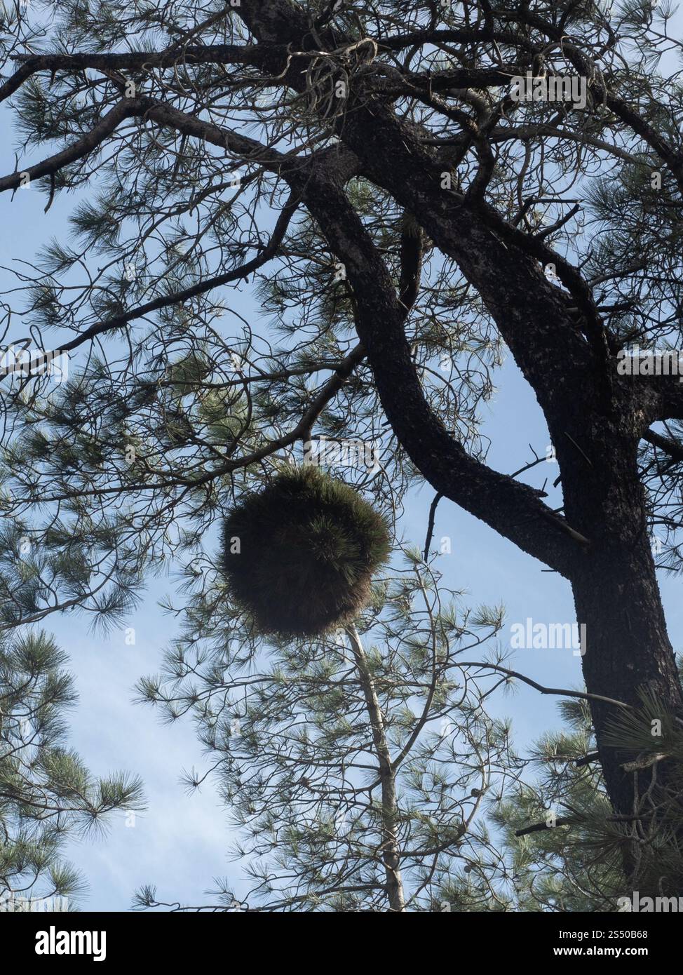 Torrey pine (Pinus torreyana Stock Photo - Alamy