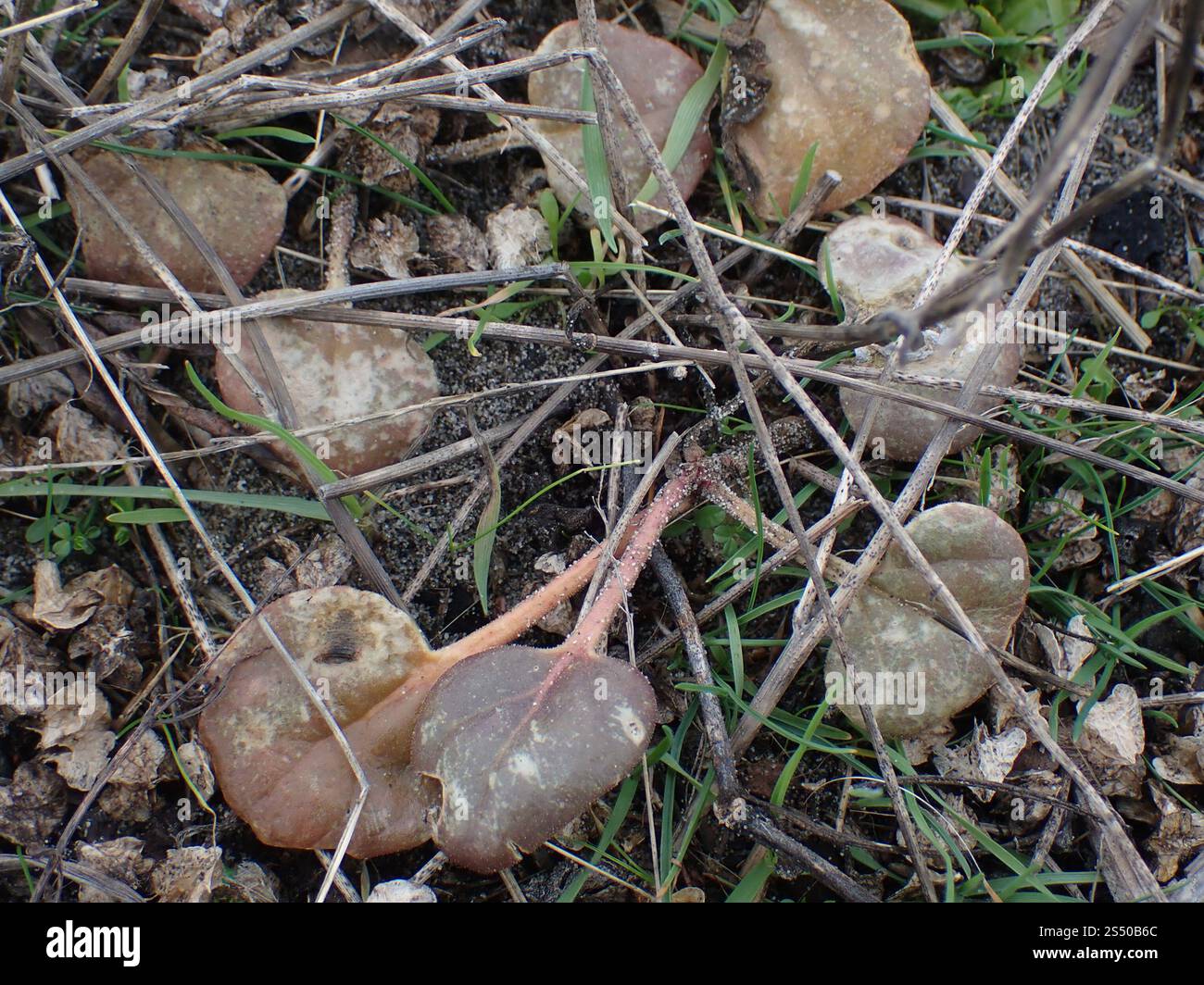 Yellow Sand Verbena (Abronia latifolia Stock Photo - Alamy