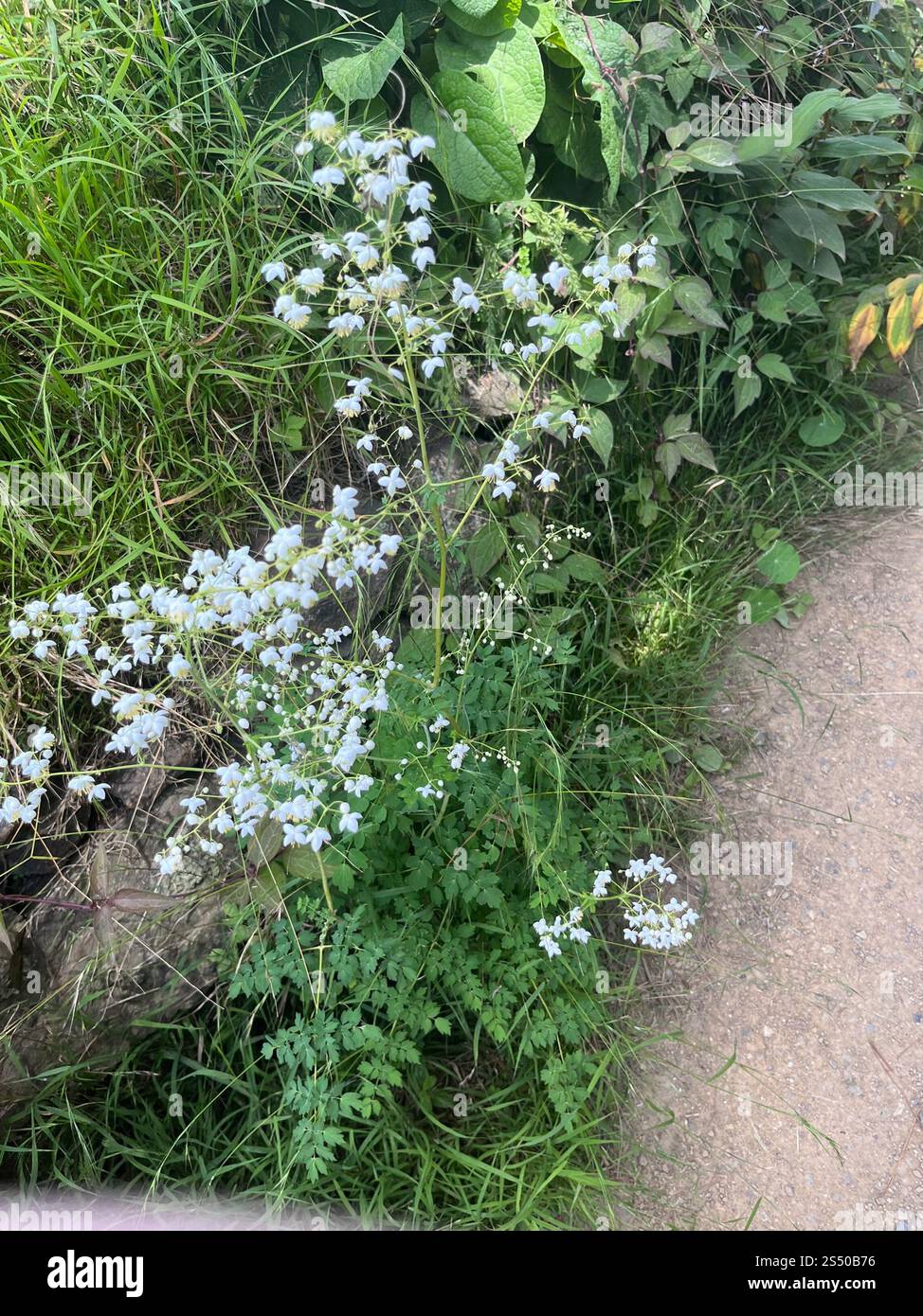 Common Marsh-bedstraw (Galium palustre Stock Photo - Alamy