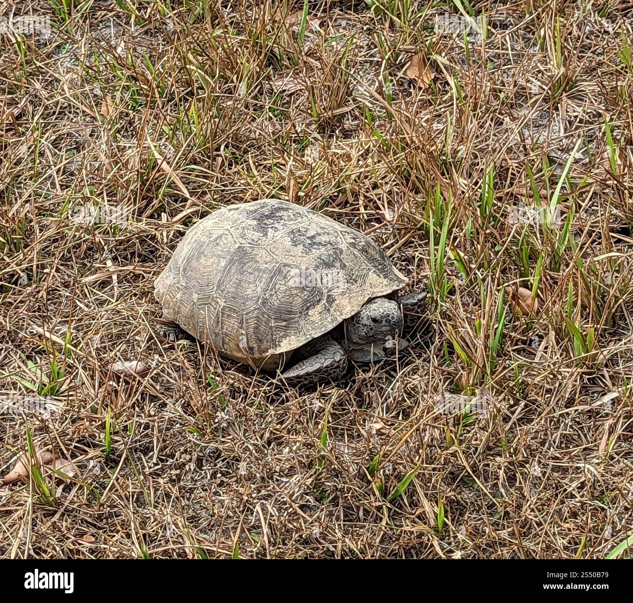 Gopher Tortoise (Gopherus polyphemus Stock Photo - Alamy