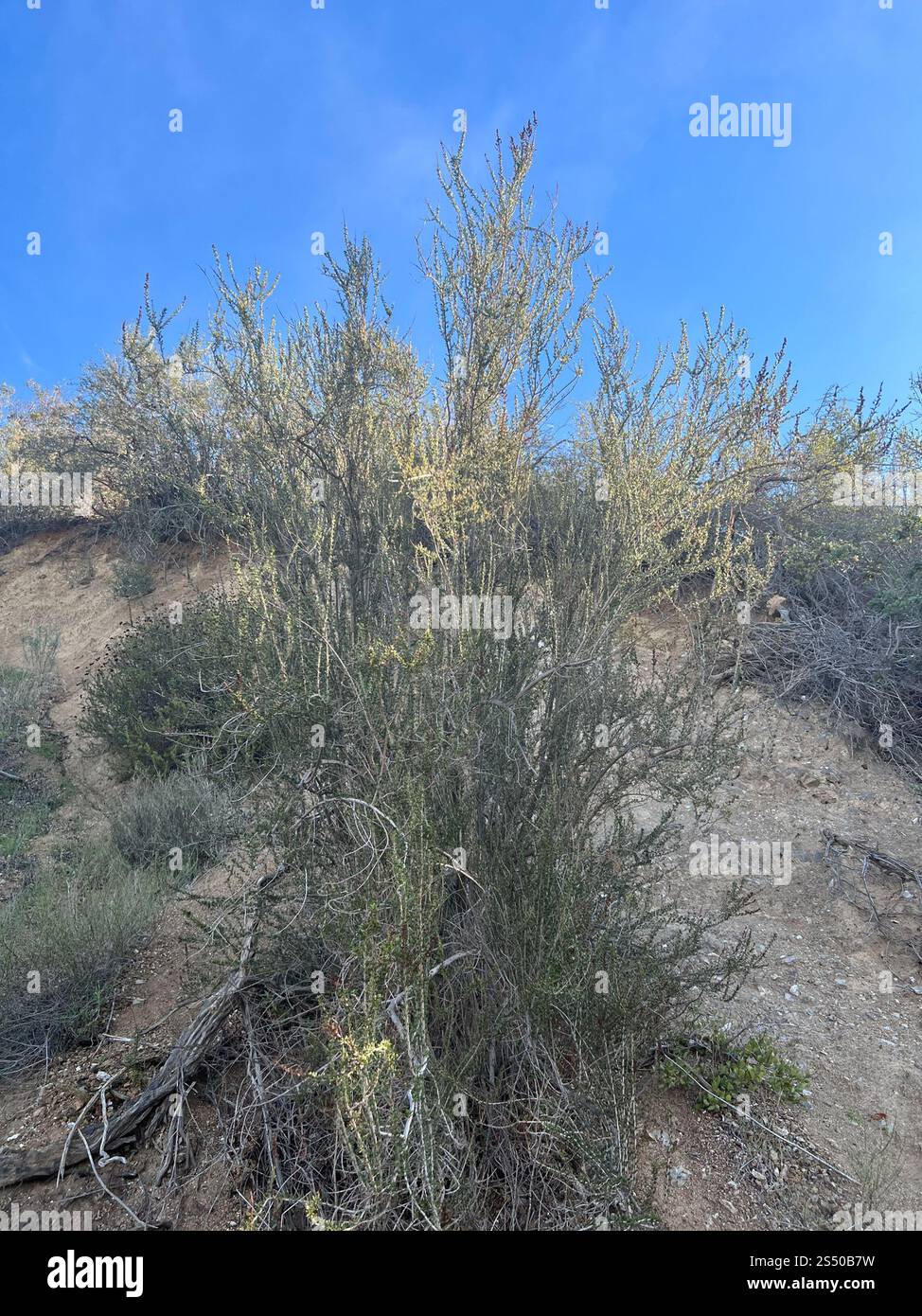 chamise (Adenostoma fasciculatum Stock Photo - Alamy