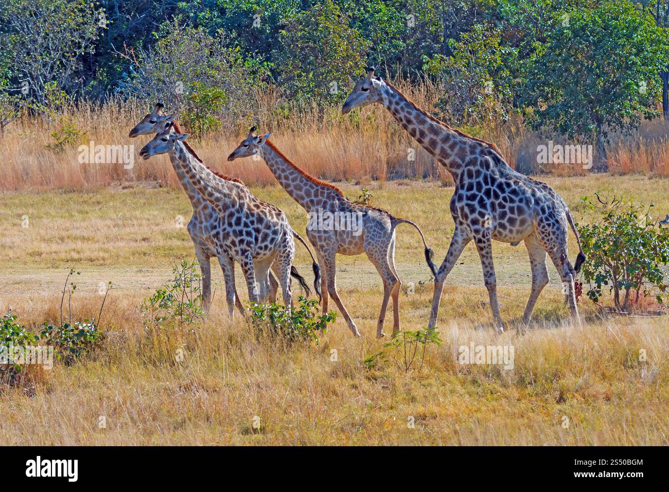 Matobo giraffe hi-res stock photography and images - Alamy