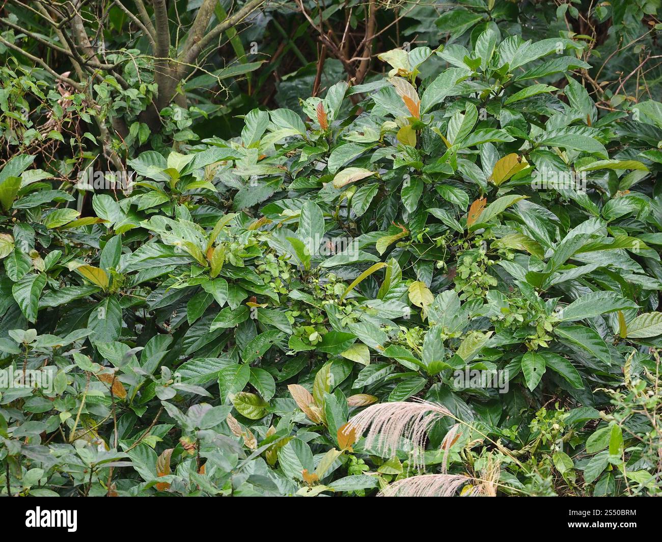 Milk Tree (Ficus benguetensis Stock Photo - Alamy