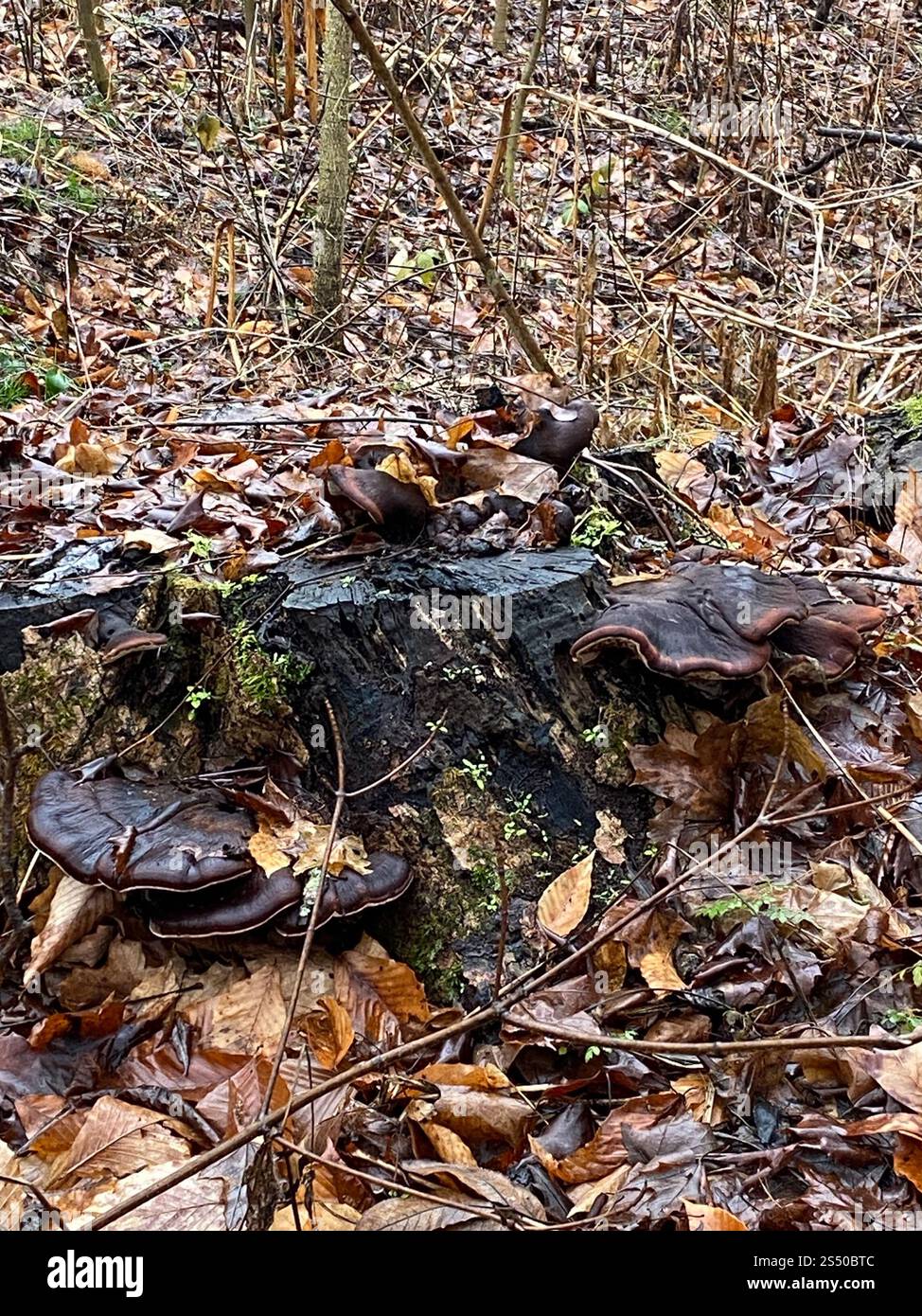 Resinous Polypore (Ischnoderma resinosum Stock Photo - Alamy