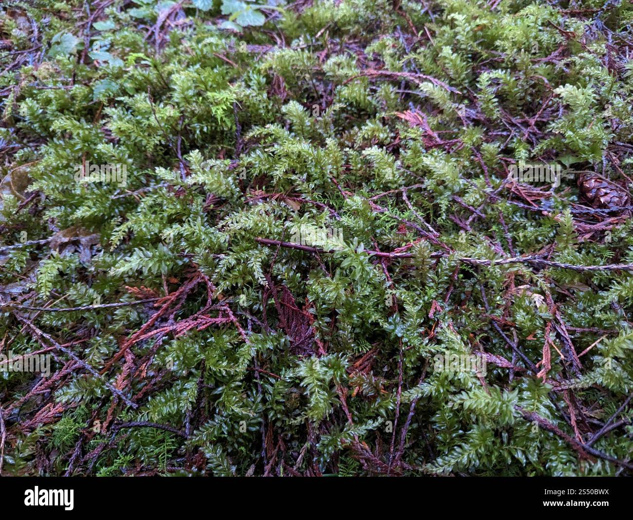 Badge Moss (Plagiomnium insigne Stock Photo - Alamy