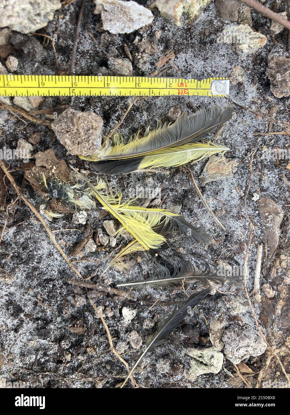 American Redstart (Setophaga ruticilla Stock Photo - Alamy