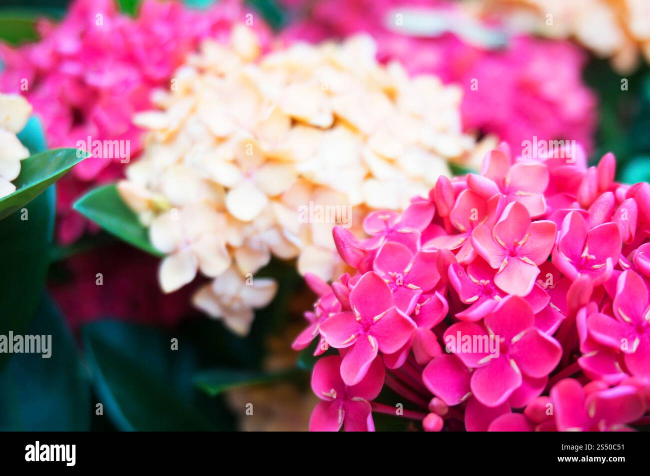 Common geranium hi-res stock photography and images - Alamy