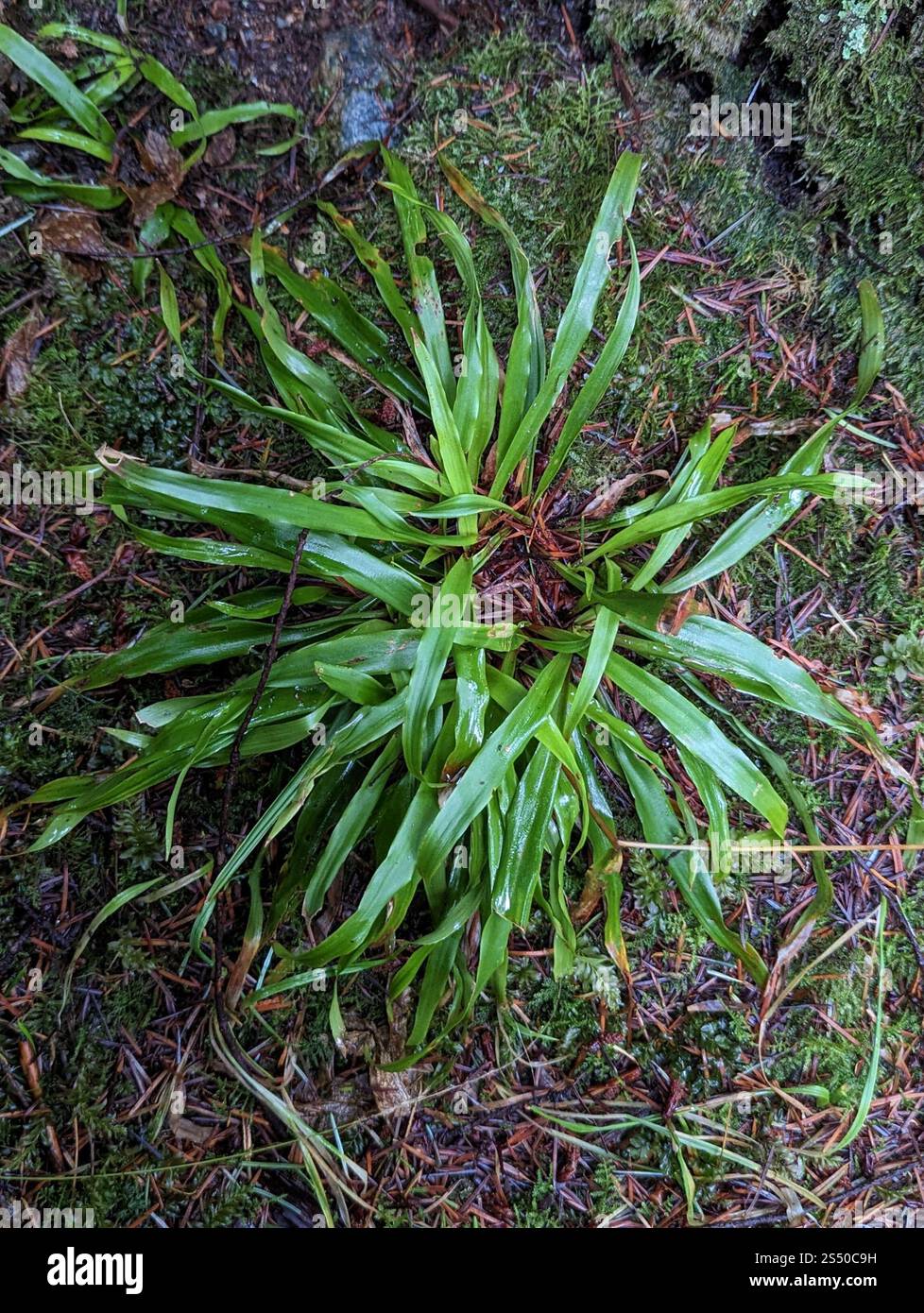 Small-flower Woodrush (Luzula parviflora Stock Photo - Alamy