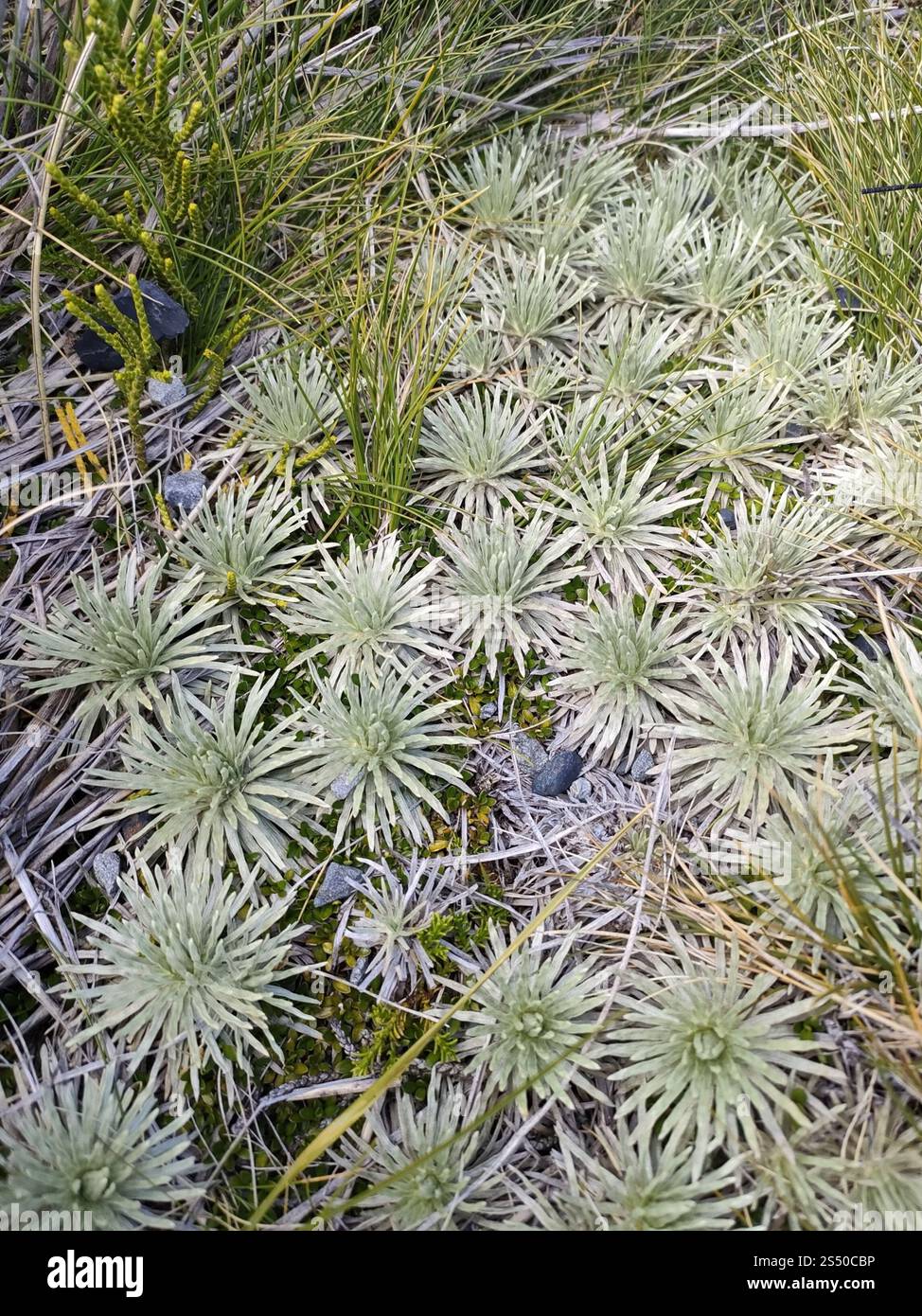 White Cushion Mountain Daisy (Celmisia sessiliflora Stock Photo - Alamy