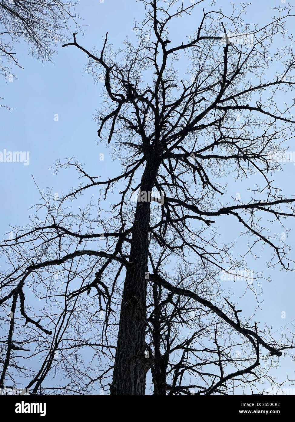 rock elm (Ulmus thomasii Stock Photo - Alamy