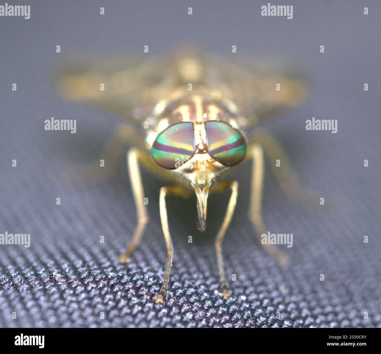Horse and Deer Flies (Tabanidae Stock Photo - Alamy