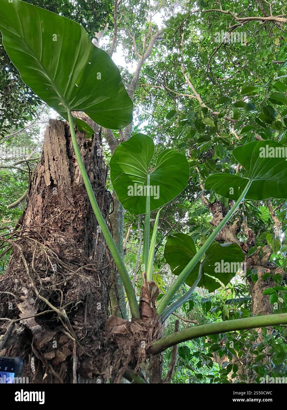 Giant Elephant Ear (Philodendron giganteum Stock Photo - Alamy