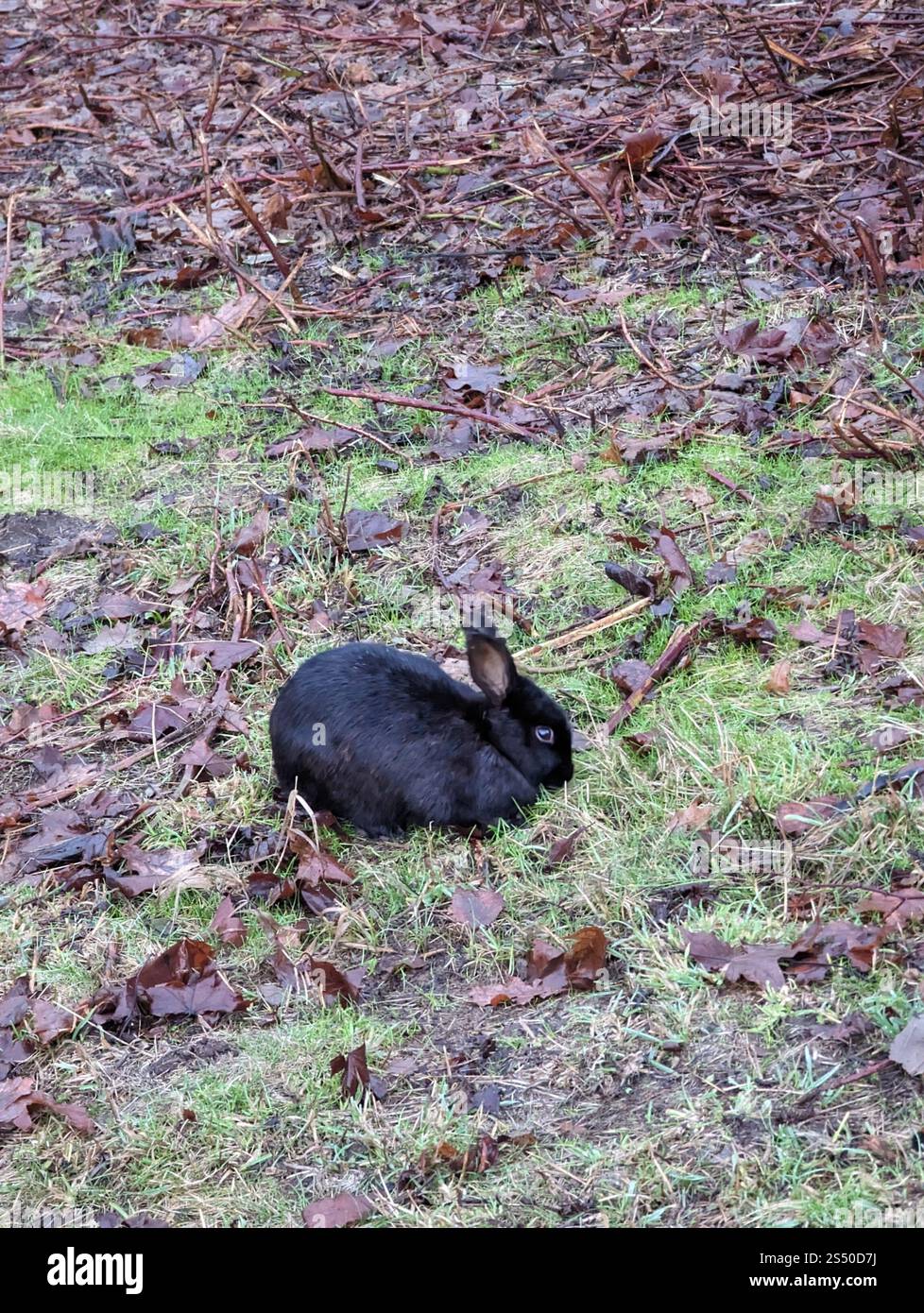 Domestic Rabbit (Oryctolagus cuniculus domesticus Stock Photo - Alamy
