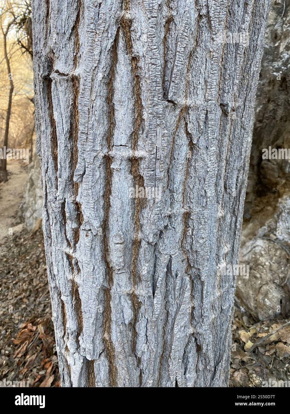 Fremont Cottonwood (Populus fremontii Stock Photo - Alamy