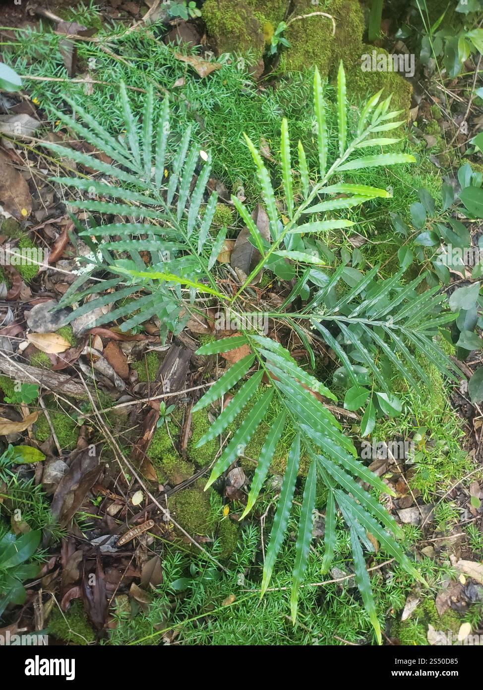 Filicium decipiens hi-res stock photography and images - Alamy