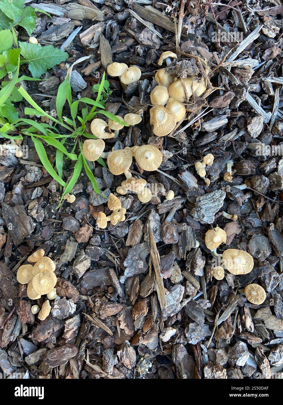 Pale Brittlestem (Candolleomyces candolleanus Stock Photo - Alamy