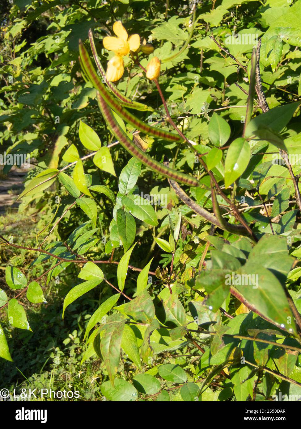 Coffee Senna (Senna occidentalis Stock Photo - Alamy
