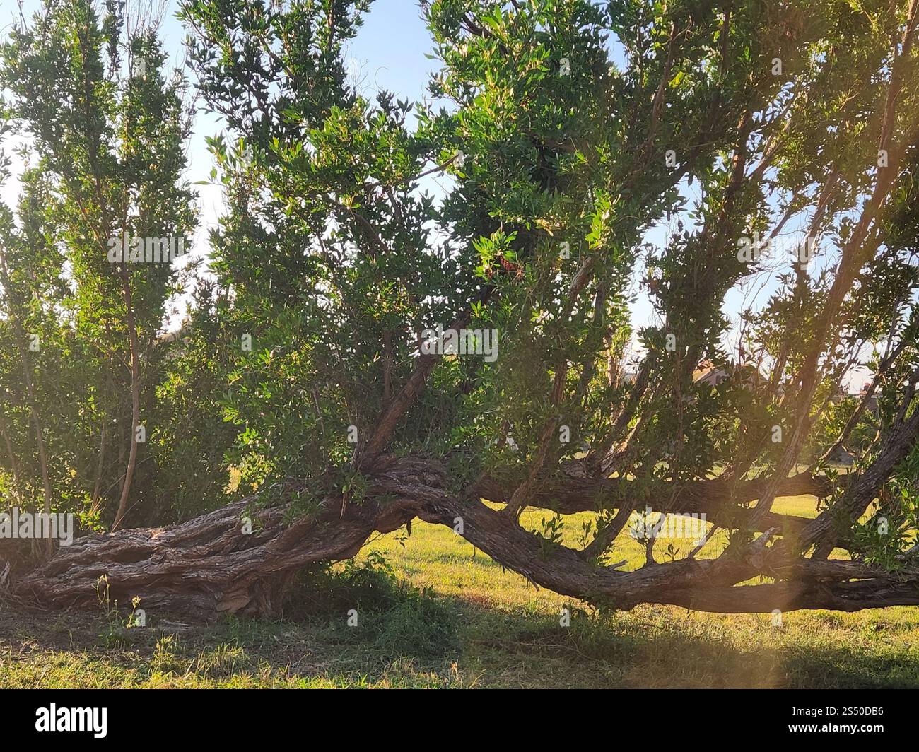 Green Buttonwood (Conocarpus erectus Stock Photo - Alamy