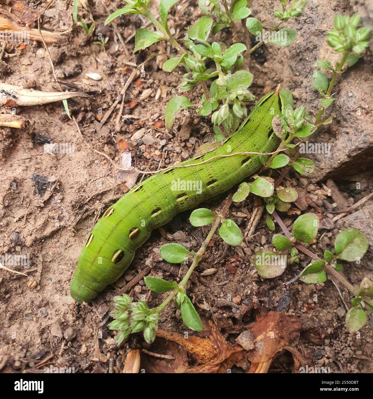 Coprosma Hawk Moth (Hippotion scrofa Stock Photo - Alamy