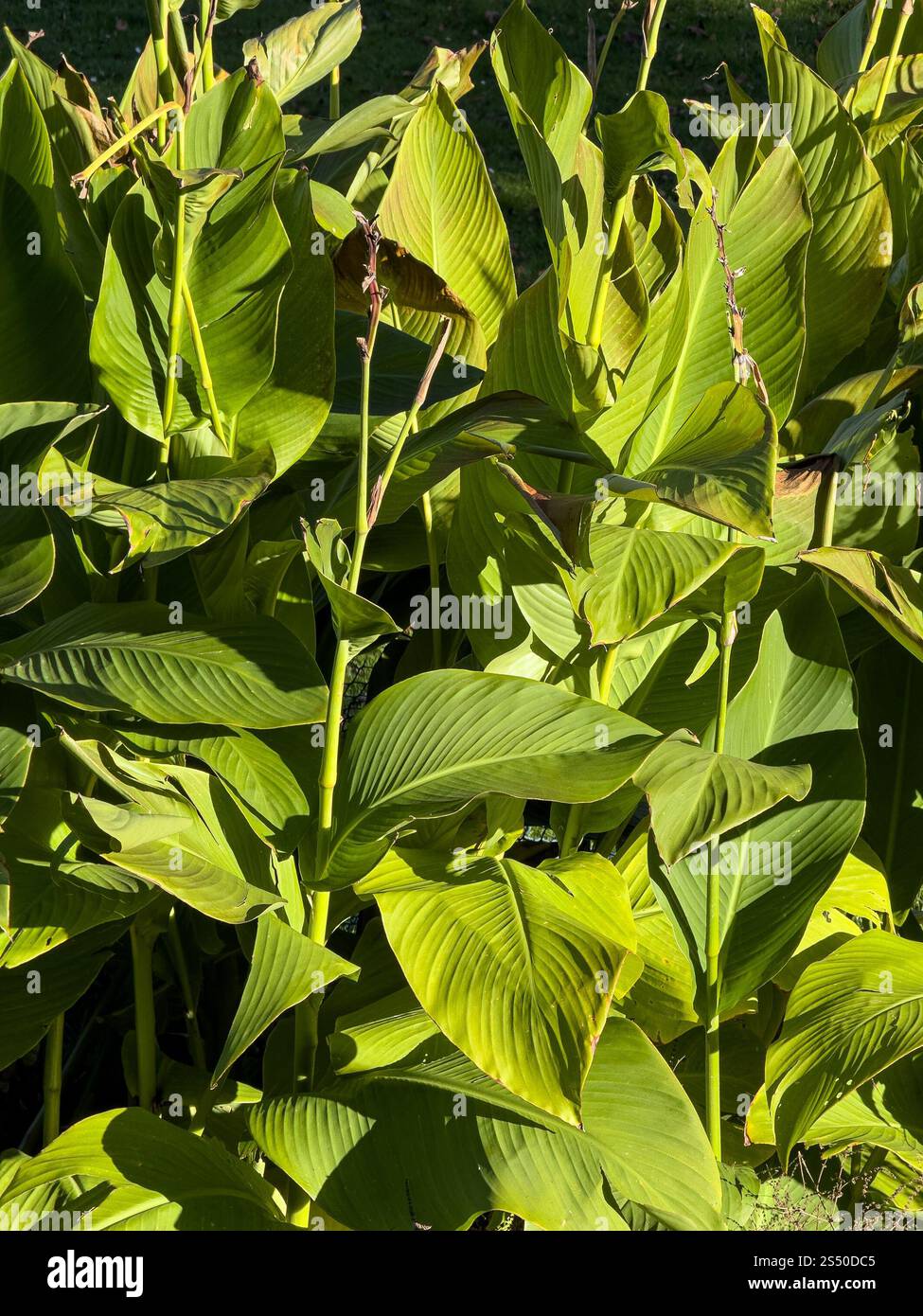 Canna lily (Canna hybrida Rodigas) leaves in garden , vertical image ...