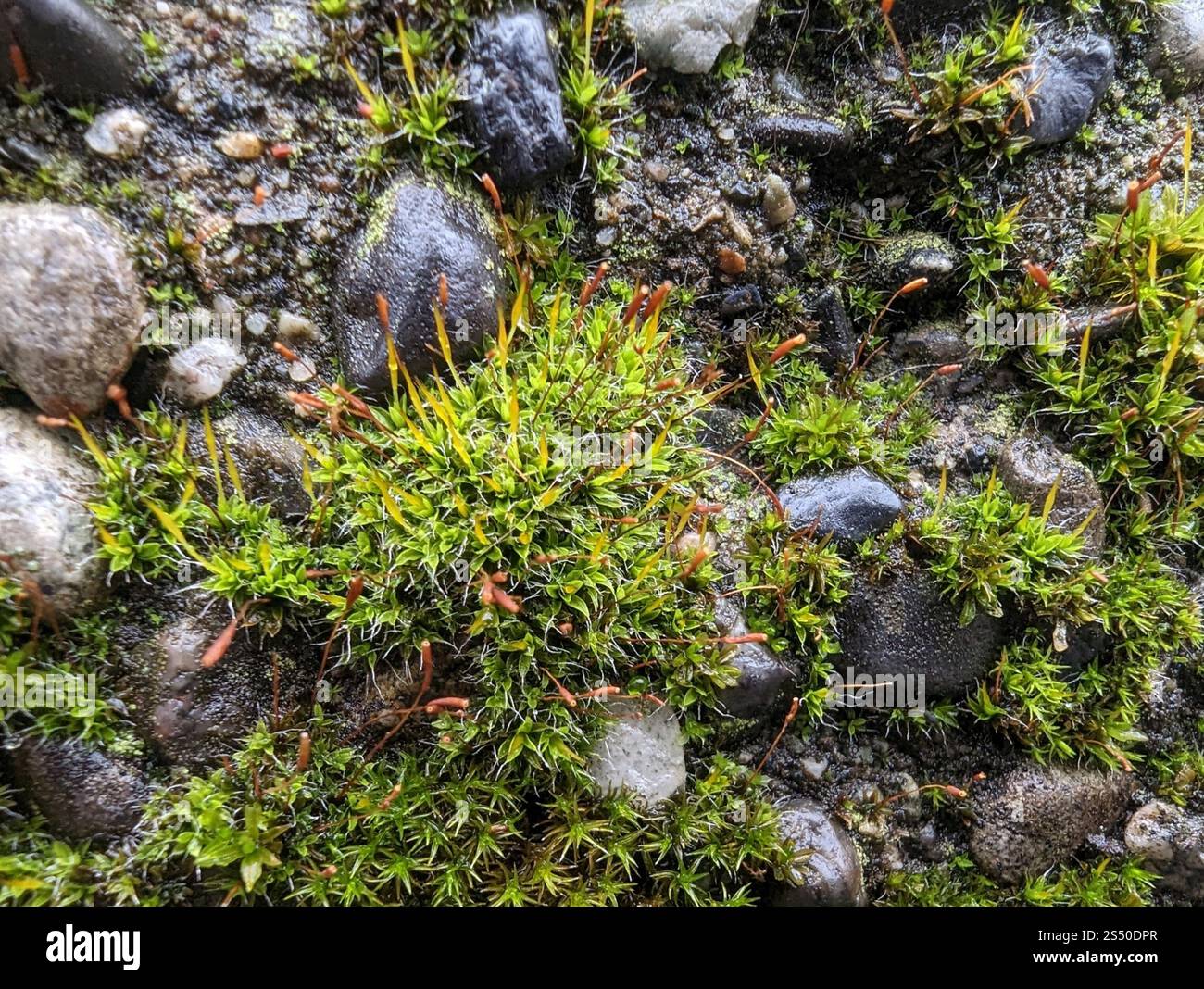 Wall Screw-moss (Tortula muralis Stock Photo - Alamy