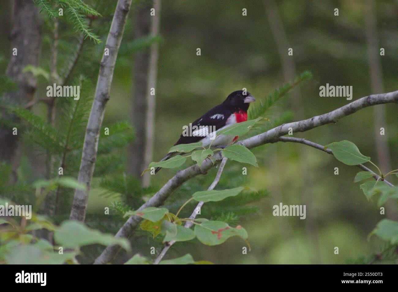 balsam poplar (Populus balsamifera Stock Photo - Alamy