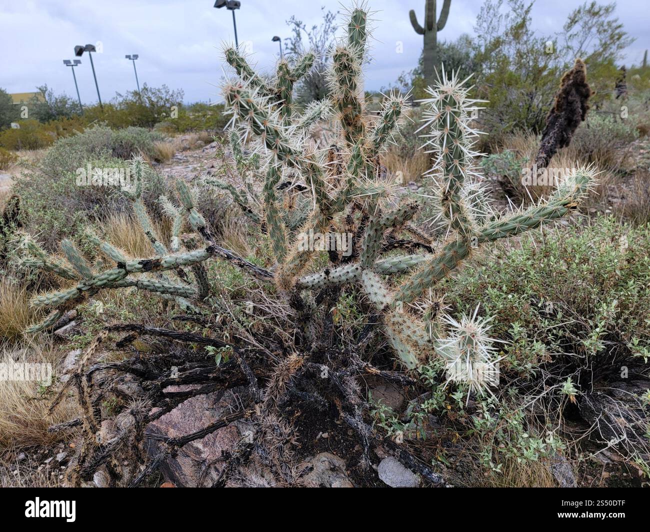 Buckhorn Cholla (Cylindropuntia acanthocarpa Stock Photo - Alamy
