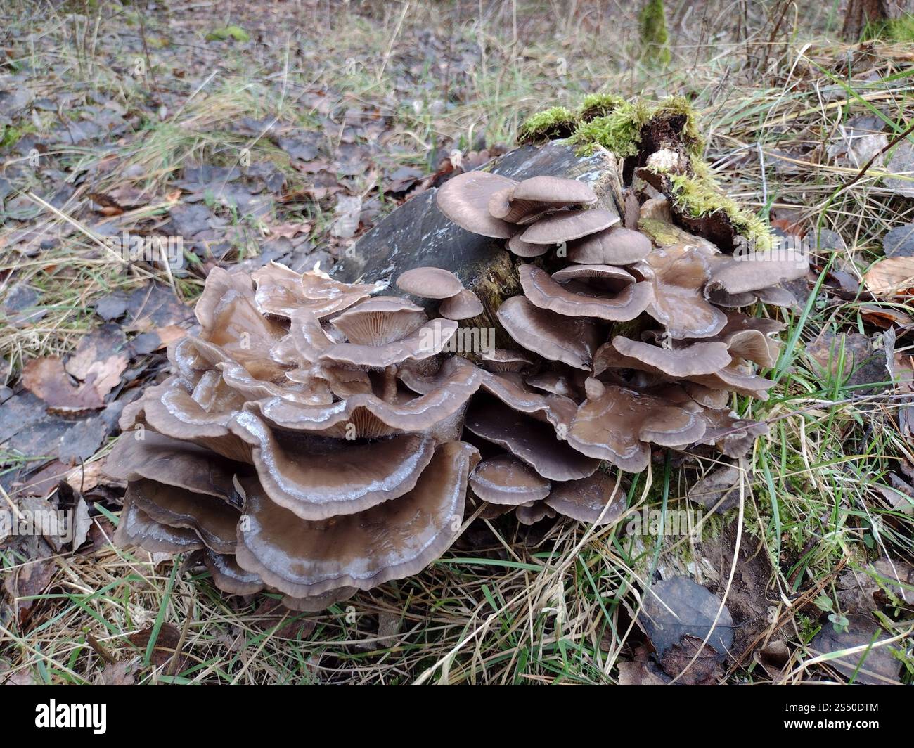 Oyster Mushroom (Pleurotus ostreatus Stock Photo - Alamy