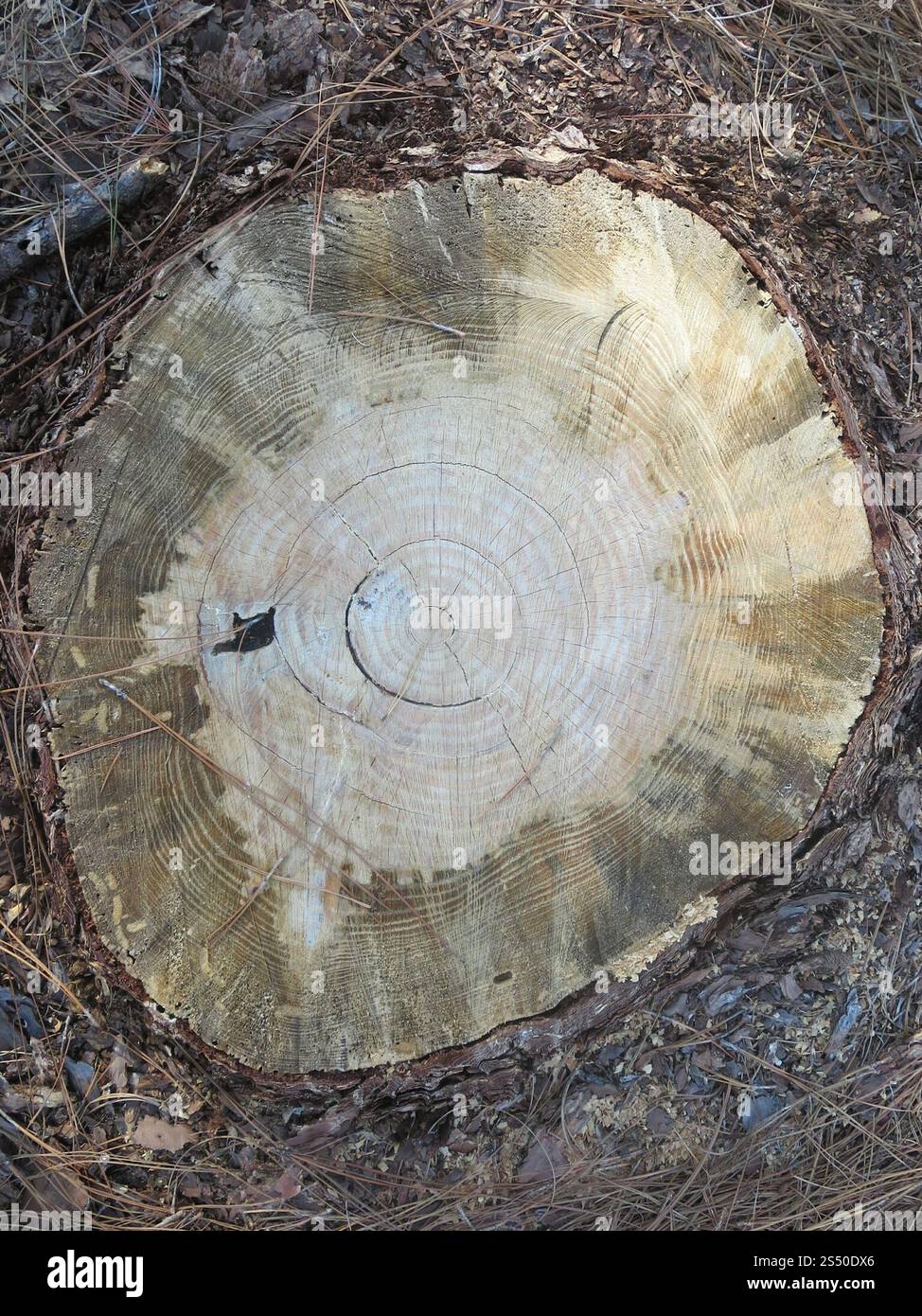 loblolly pine (Pinus taeda Stock Photo - Alamy