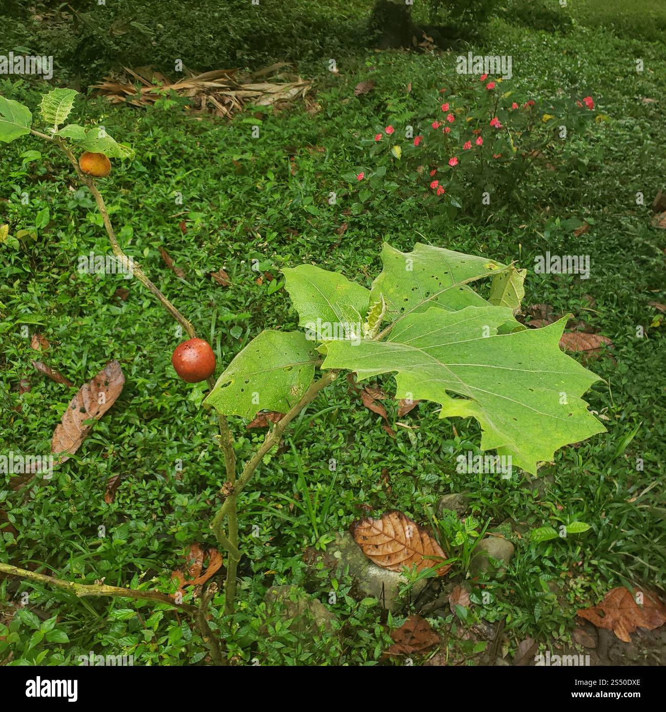 cocona (Solanum sessiliflorum Stock Photo - Alamy