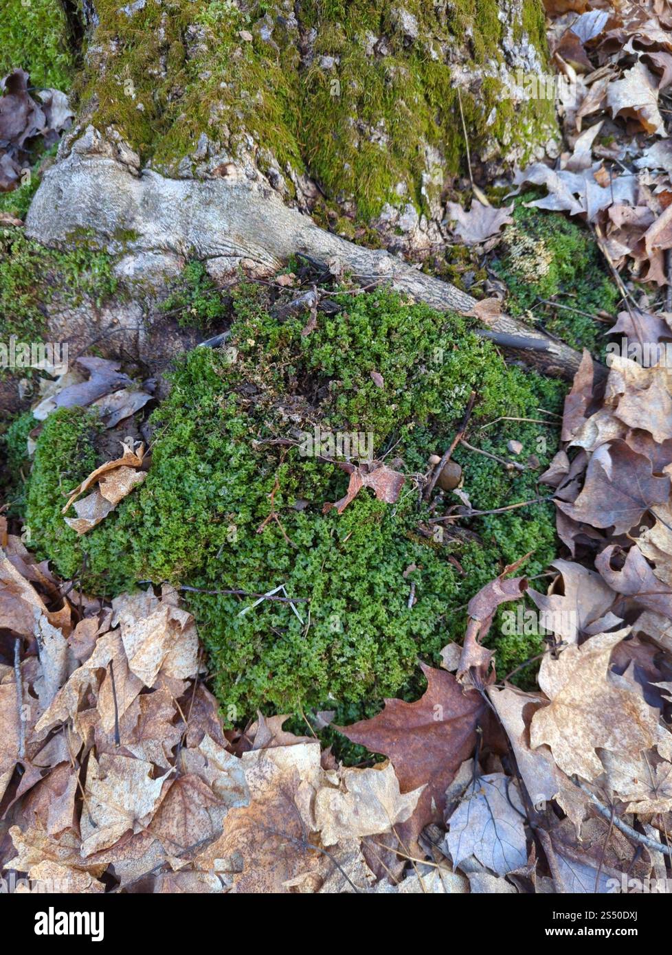 Wavy-leaf Moss (Plagiomnium ciliare Stock Photo - Alamy