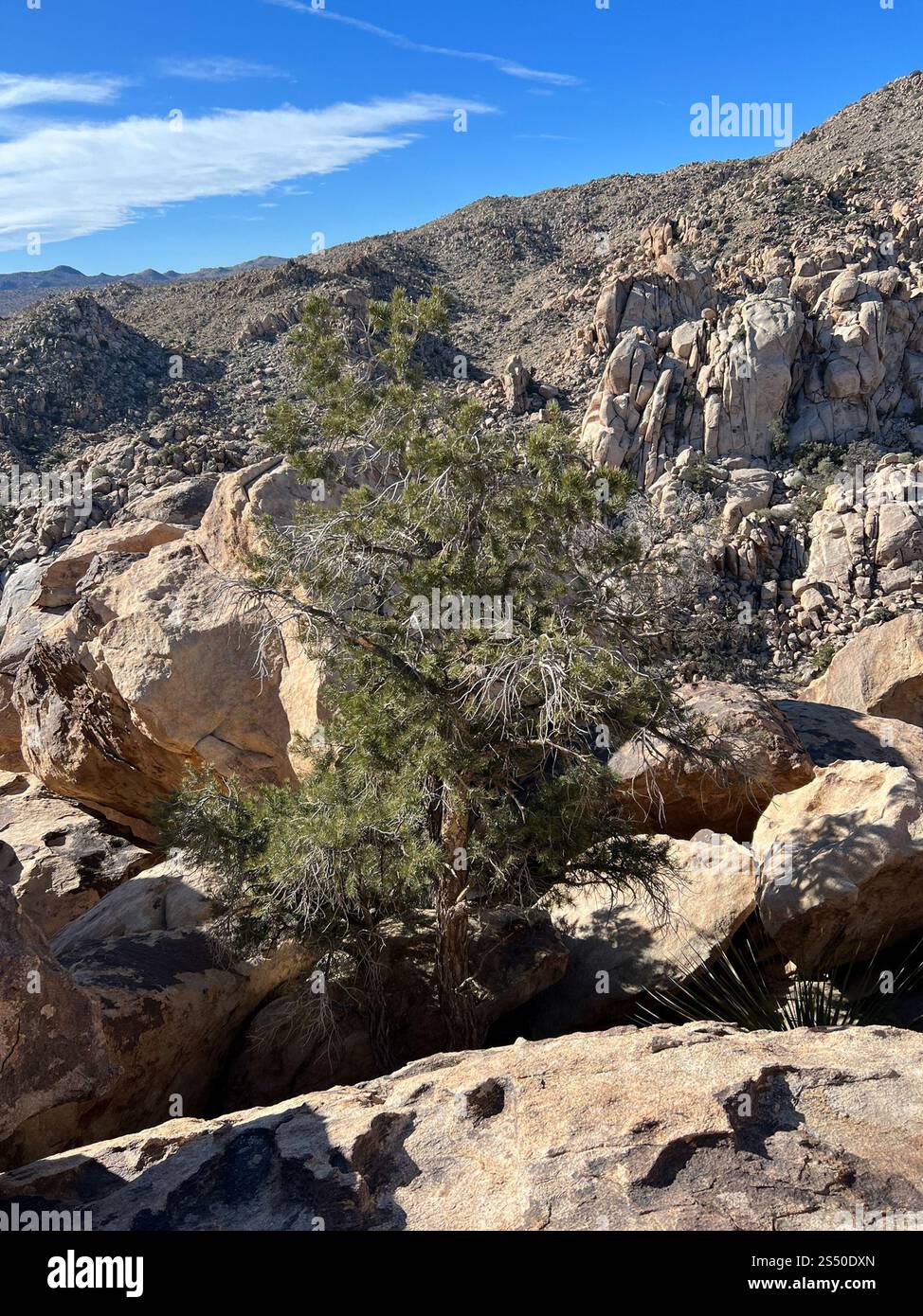 singleleaf pinyon (Pinus monophylla Stock Photo - Alamy