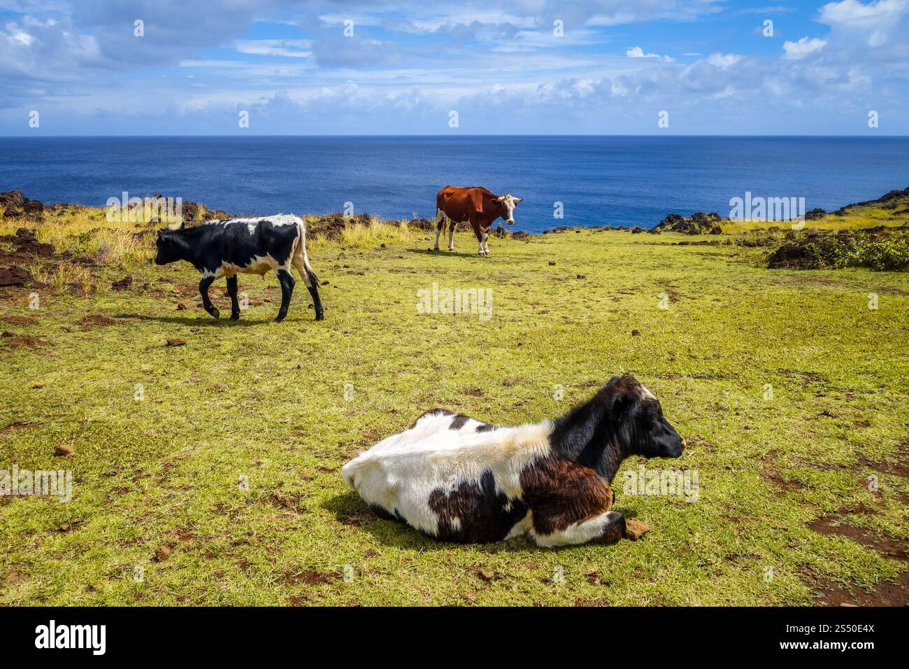 Cows on easter island cliffs, pacific ocean, Chile. Cows on easter ...