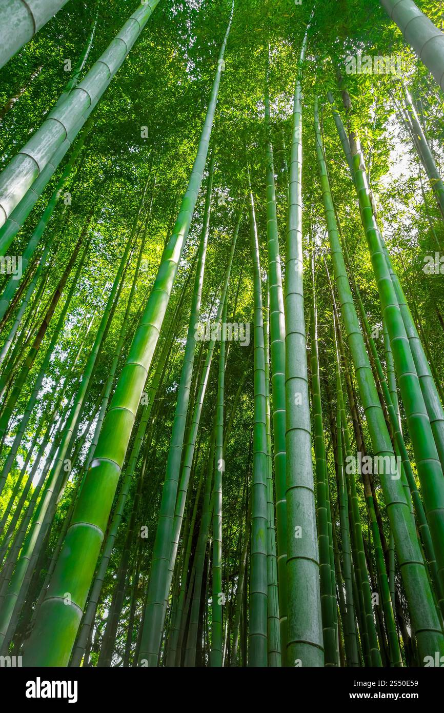Sagano bamboo forest, kyoto, japan hi-res stock photography and images ...