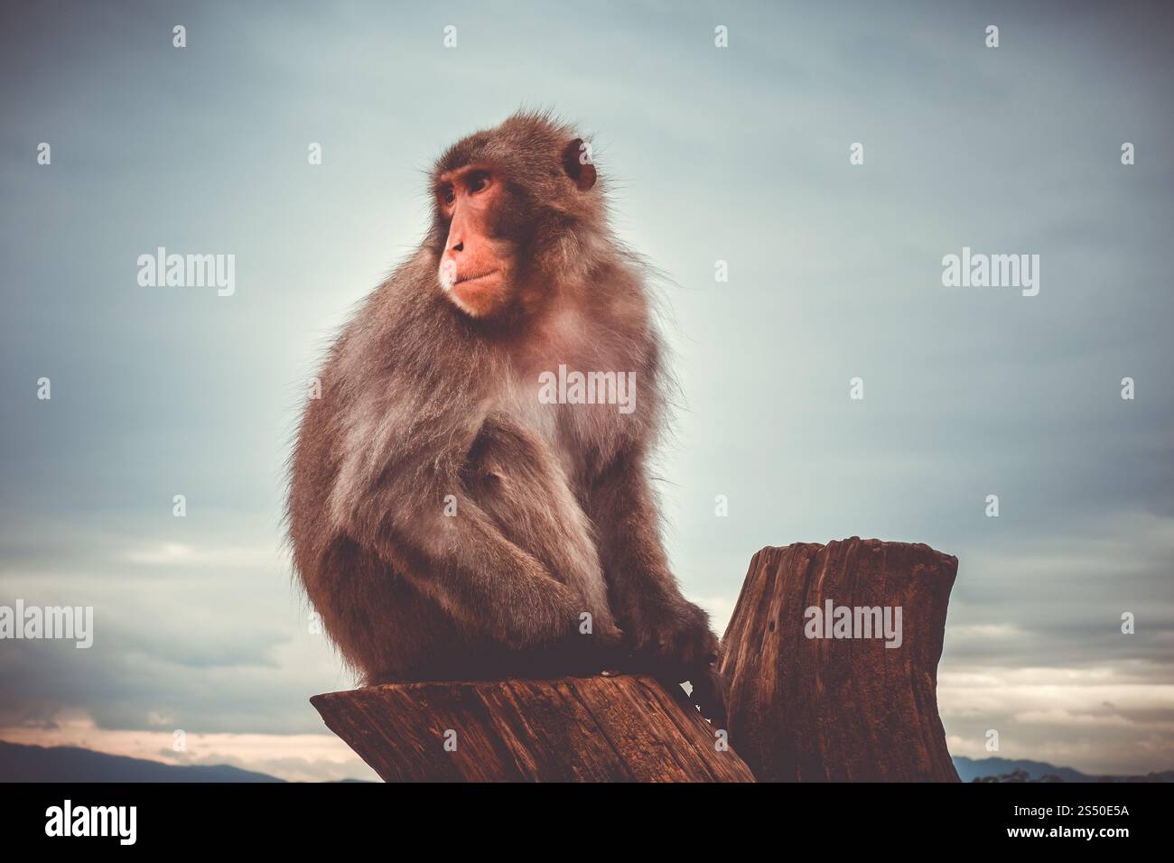 Japanese macaque on a trunk in Iwatayama monkey park, Kyoto, Japan ...