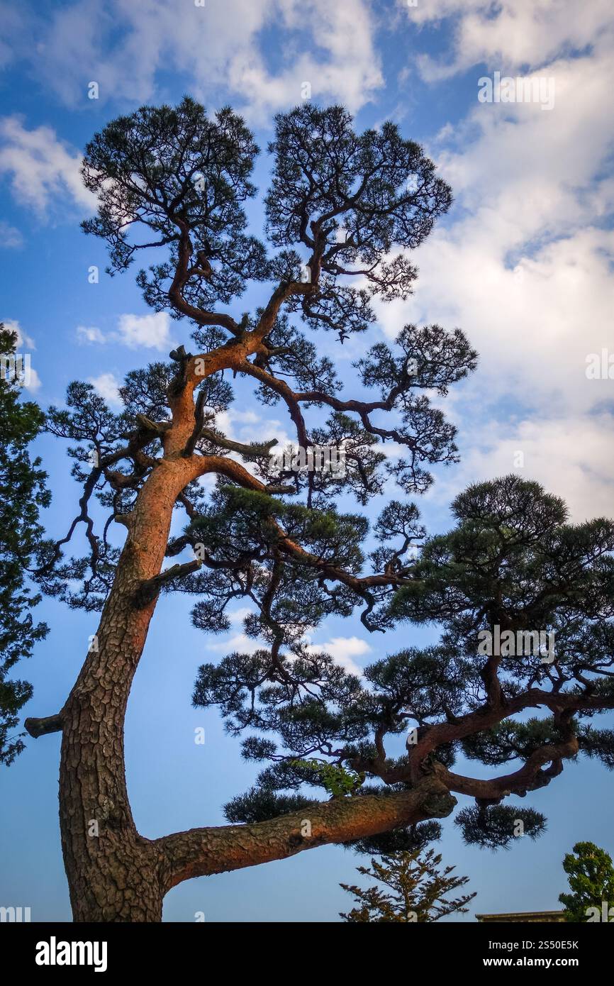 japanese black pine, pinus thunbergii, on a blue sky, Nikko, Japan ...