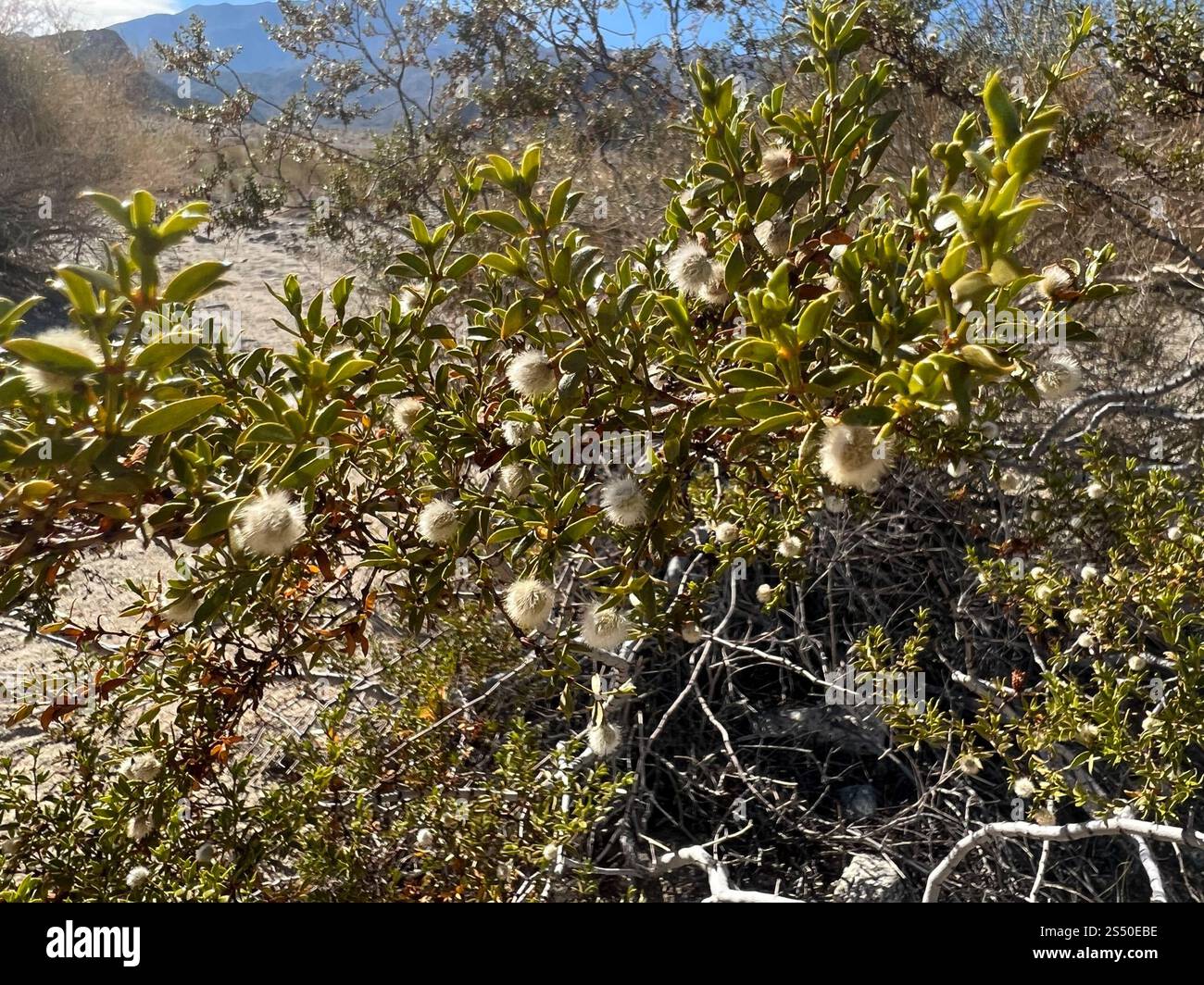 Creosote Bush (Larrea tridentata Stock Photo - Alamy