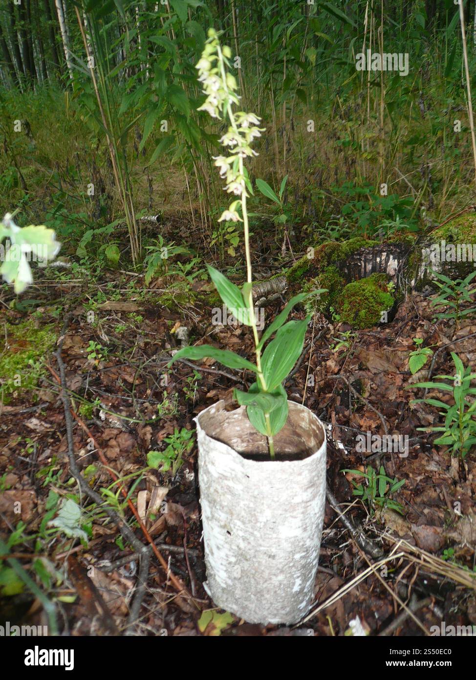 Broad-leaved helleborine (Epipactis helleborine Stock Photo - Alamy
