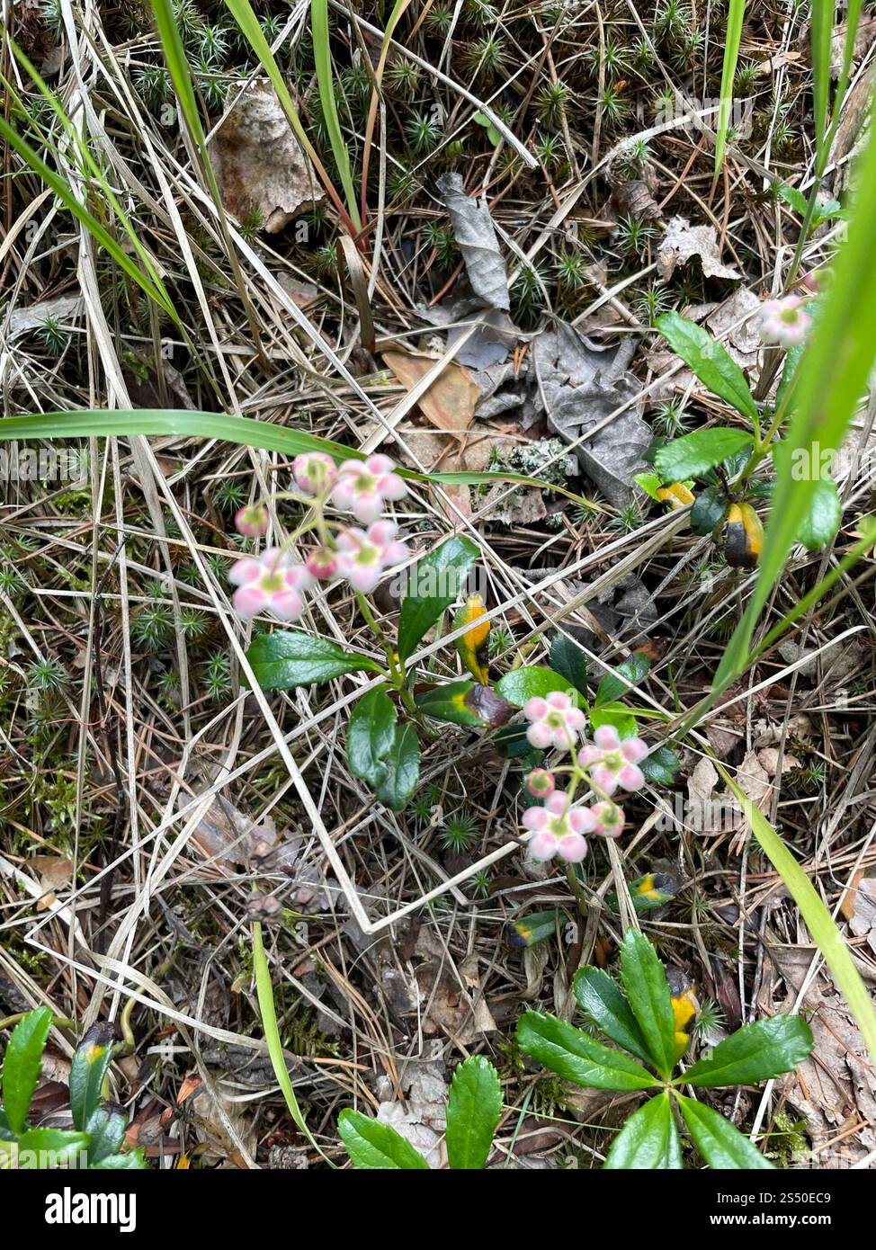 pipsissewa (Chimaphila umbellata Stock Photo - Alamy