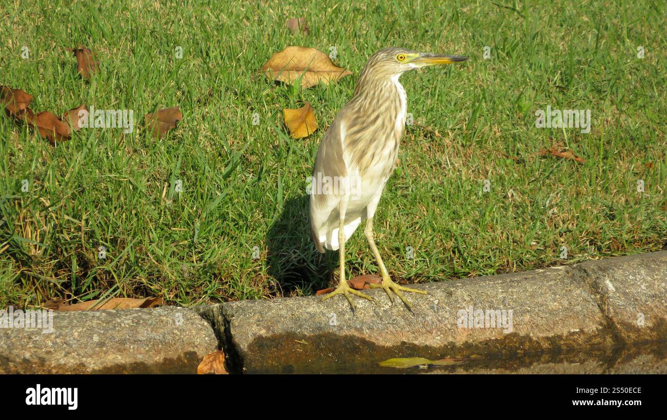Pond Herons (Ardeola Stock Photo - Alamy
