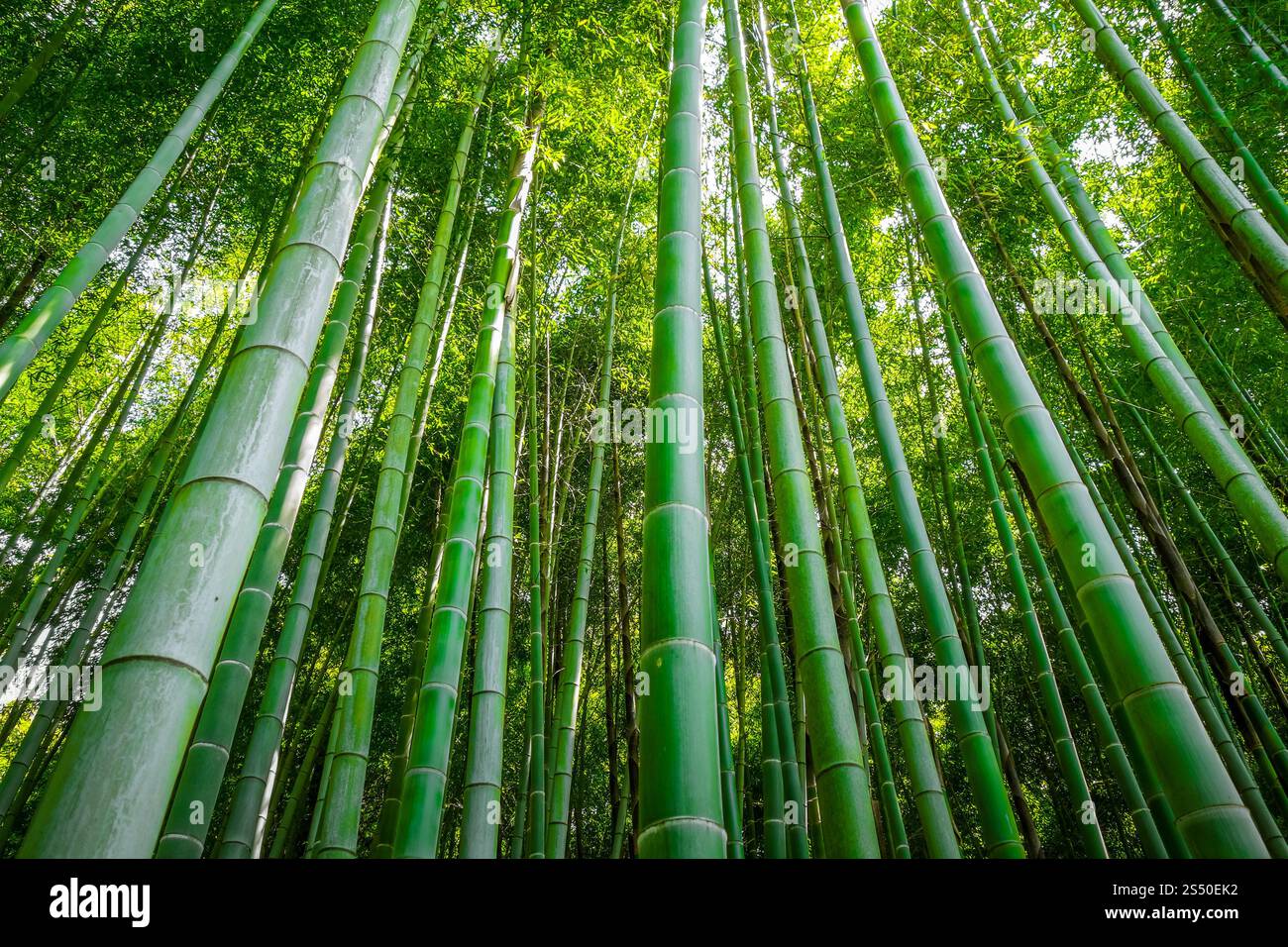 Bamboo forest at sagano arashiyama kyoto hi-res stock photography and ...