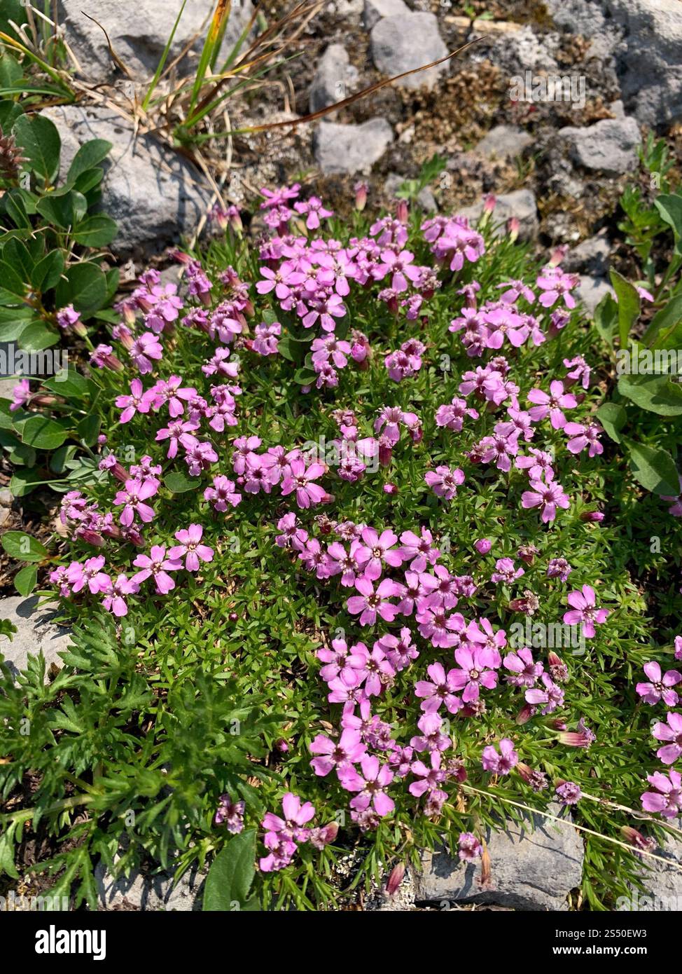 Moss Campion (Silene acaulis Stock Photo - Alamy