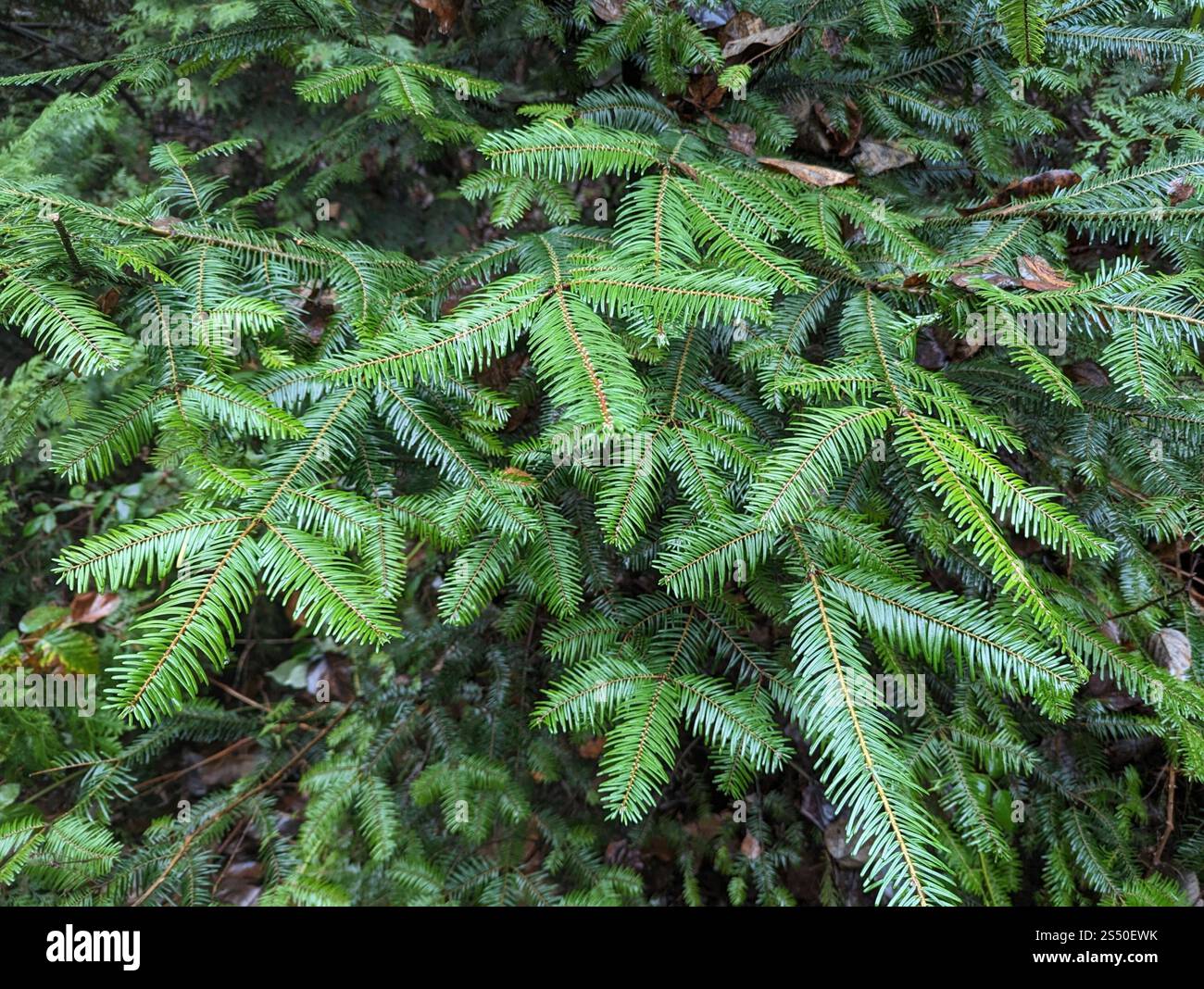 grand fir (Abies grandis Stock Photo - Alamy