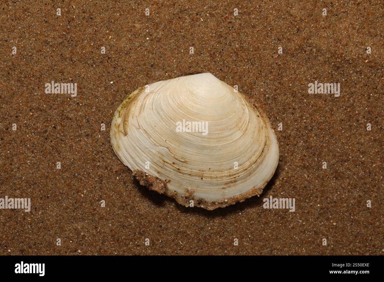 Furrow shell hi-res stock photography and images - Alamy