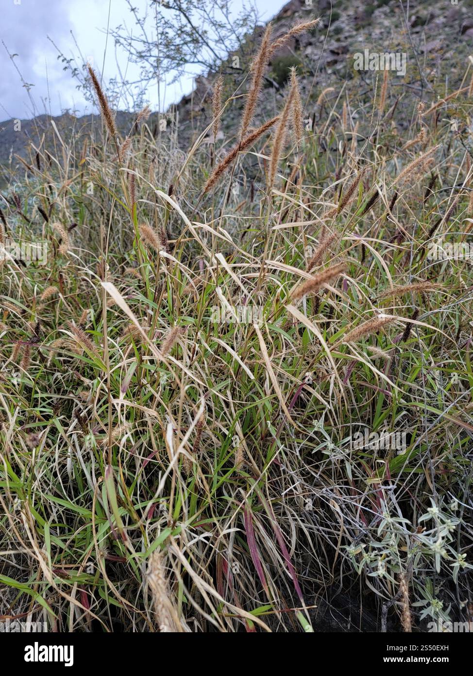buffelgrass (Cenchrus ciliaris Stock Photo - Alamy